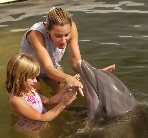 THE DOLPHIN RESEARCH CENTER